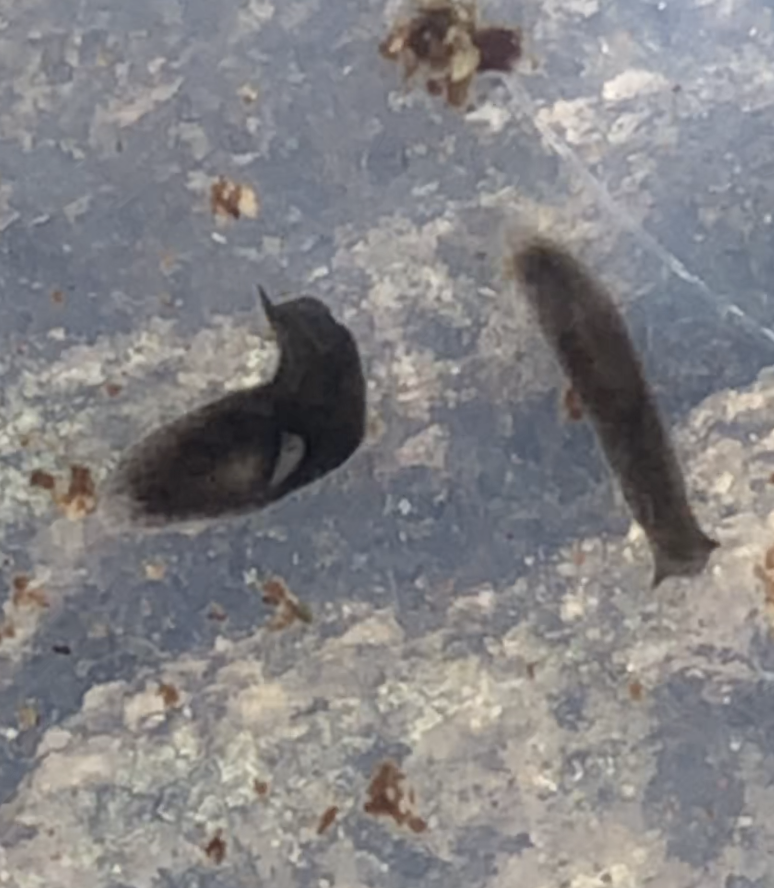 Flatworms in the lab | SalGo Team